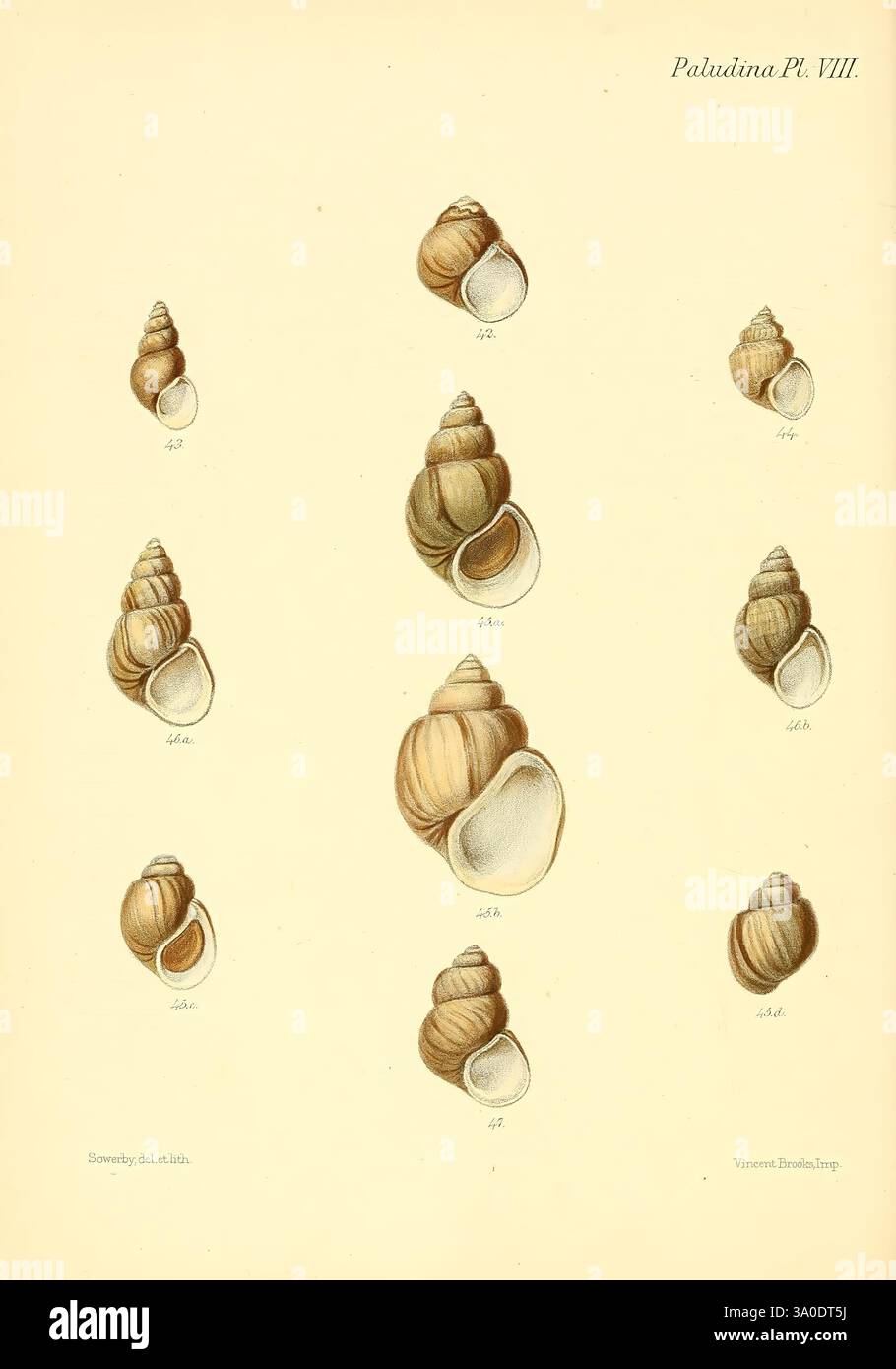 Detailed illustration of various species of shells hi-res stock ...