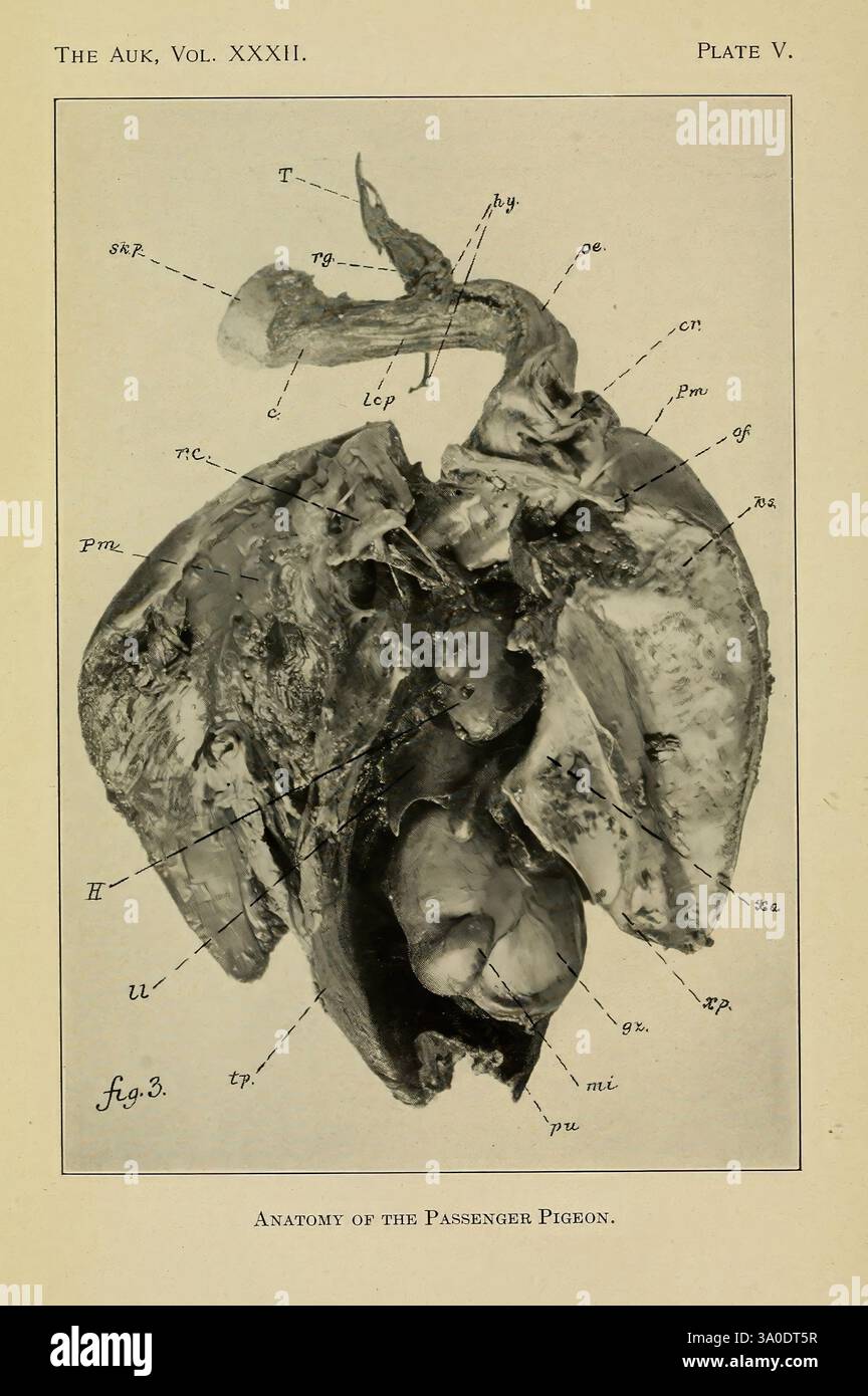 The Auk Washington, D.C. American Ornithologists' Union etc. 1884 ...