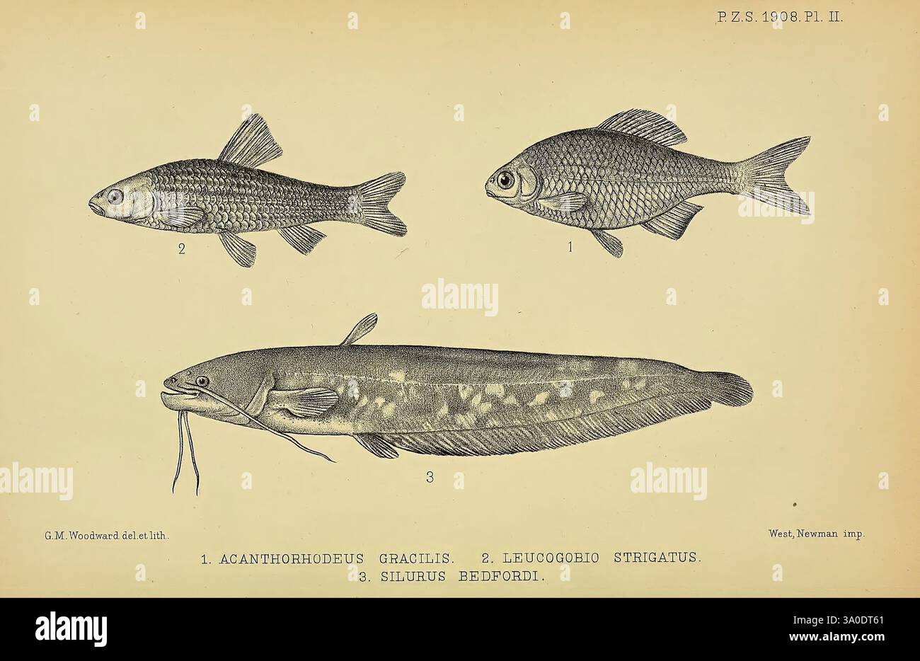 Proceedings of the Zoological Society of London London Academic Press ...