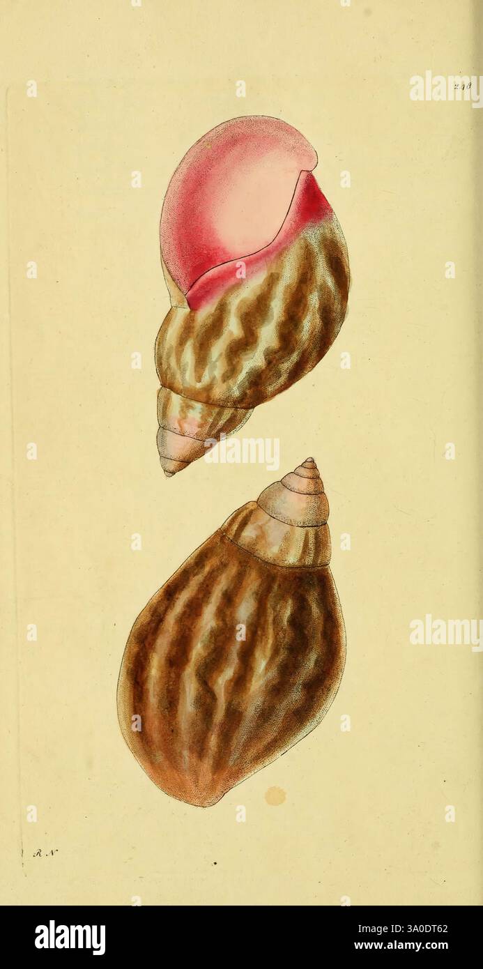 Illustration features two distinct shells of marine gastropods hi-res ...