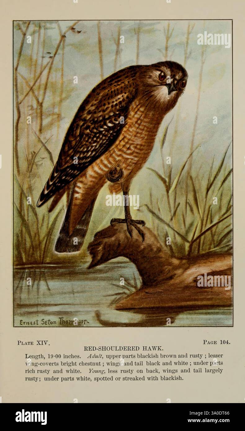 Hawks sharp gaze hi-res stock photography and images - Alamy