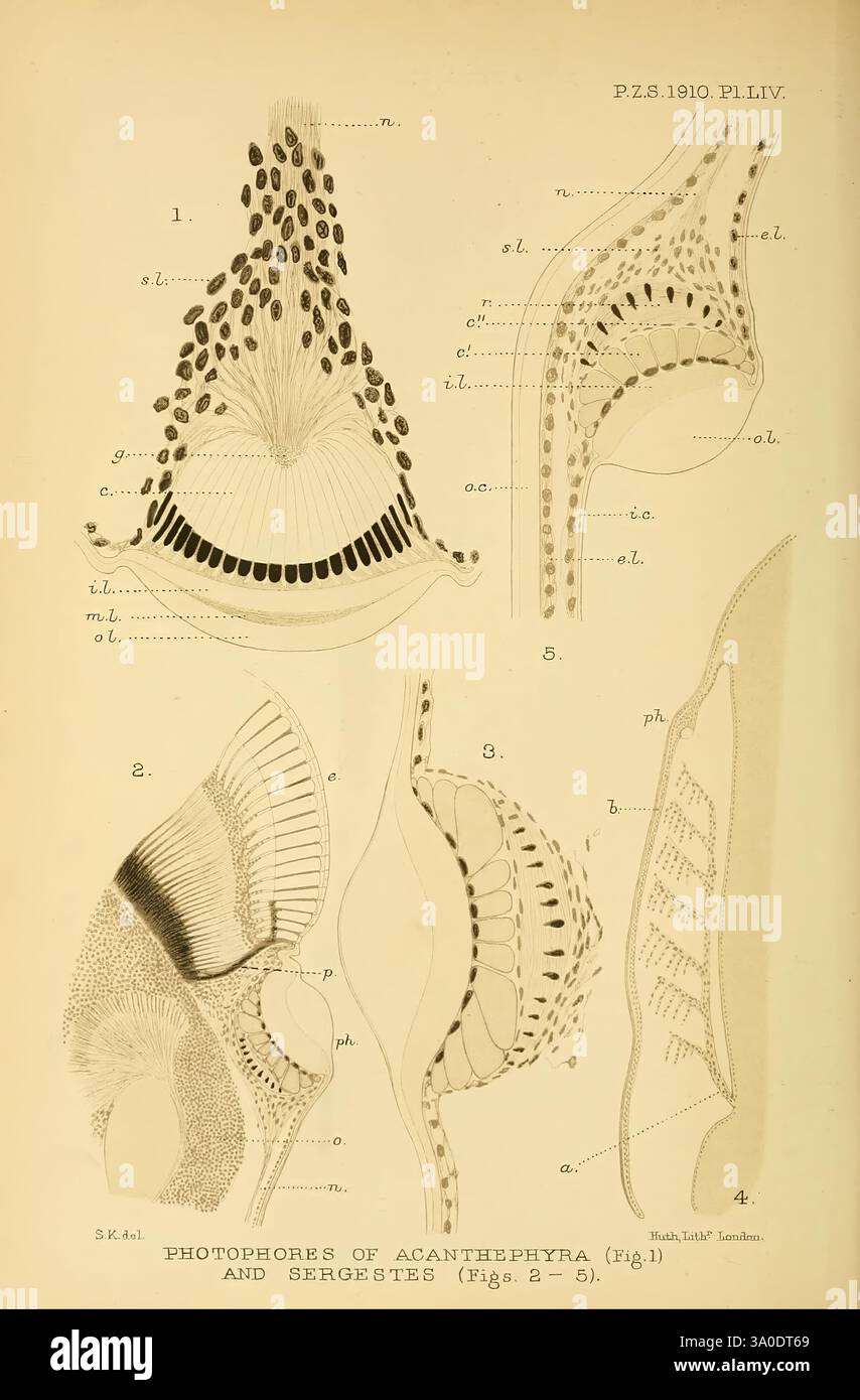 Illustration showcases unique morphological features hi-res stock ...