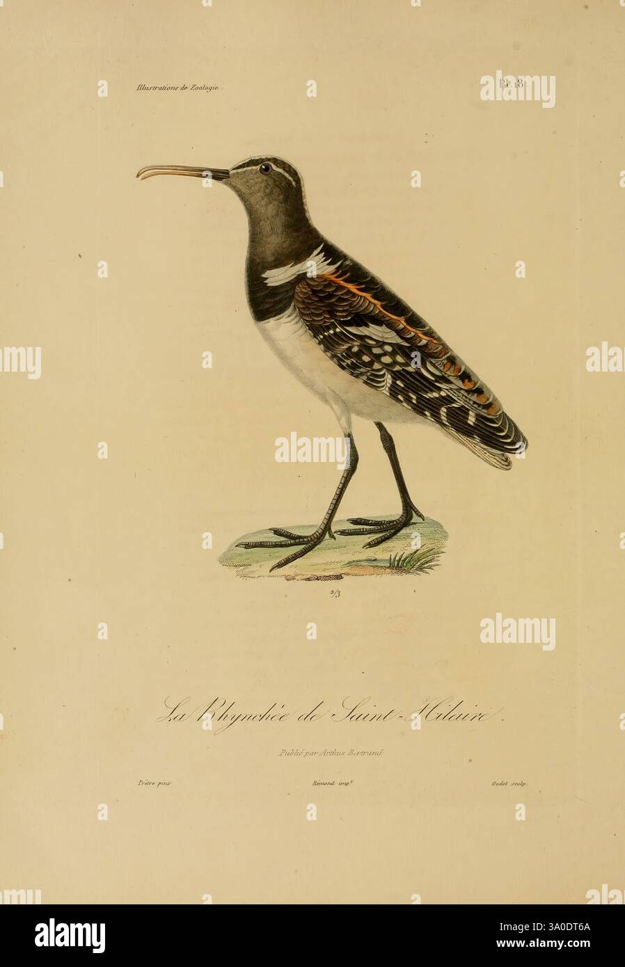 Illustrations, de, zoologie, Paris, A, Bertrand, [1832-35?], pictorial ...
