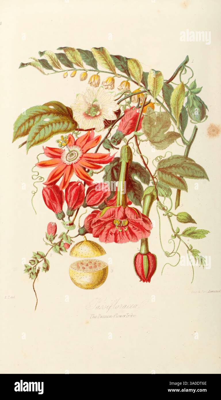 Illustrations of the natural orders of plants with groups and ...