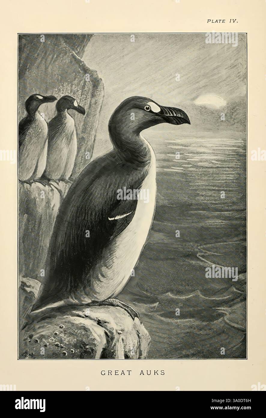 Group of three great auks hi-res stock photography and images - Alamy
