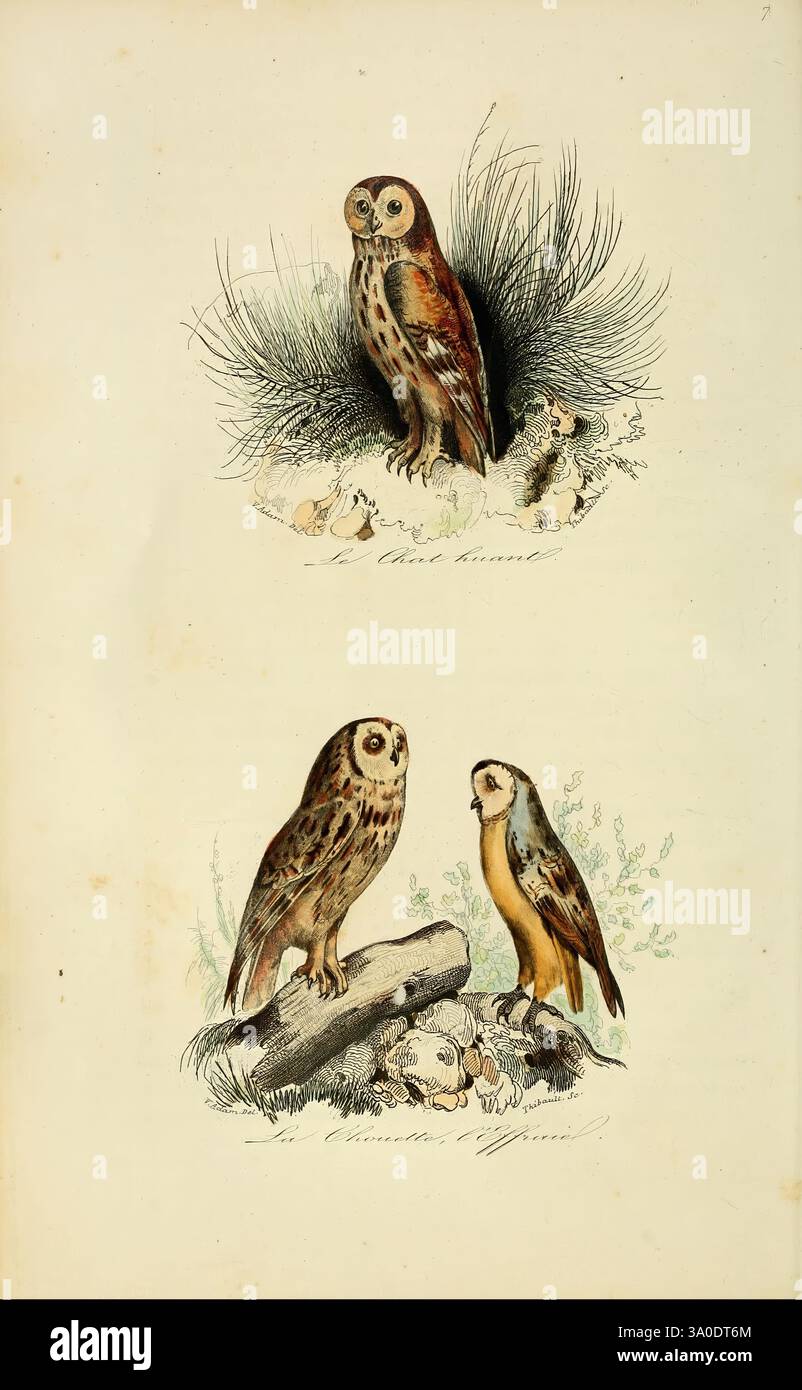 Illustration features two distinct types of owls hi-res stock ...