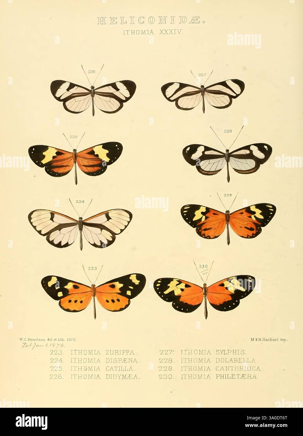 Cantobrica hi-res stock photography and images - Alamy