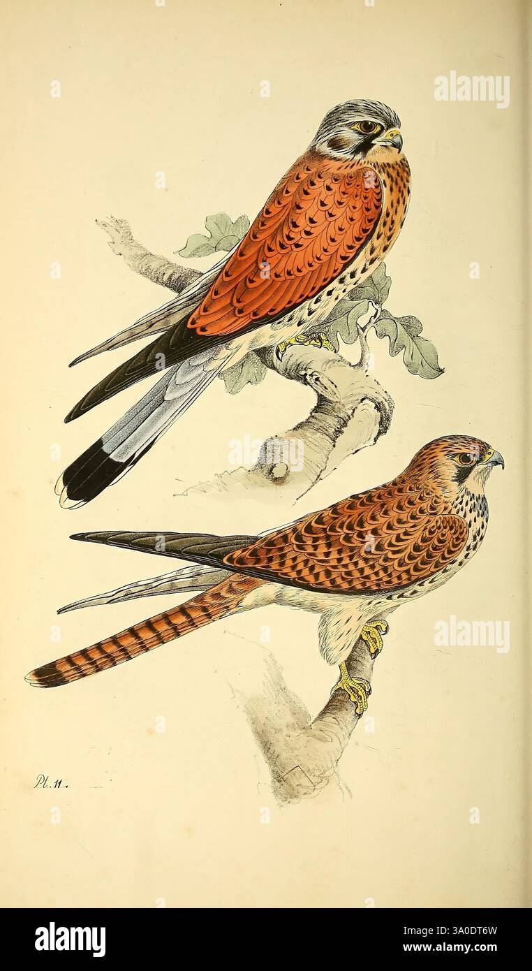 Second falcon showcases hi-res stock photography and images - Alamy