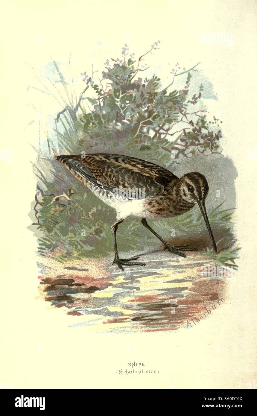 Snipes sharp eyes hi-res stock photography and images - Alamy