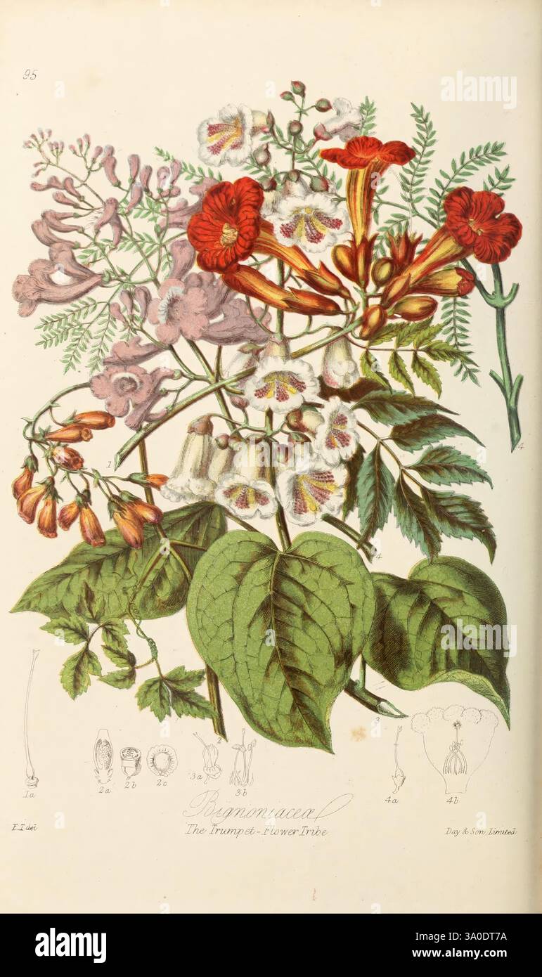Illustrations of the Natural Orders of Plants with Groups and ...