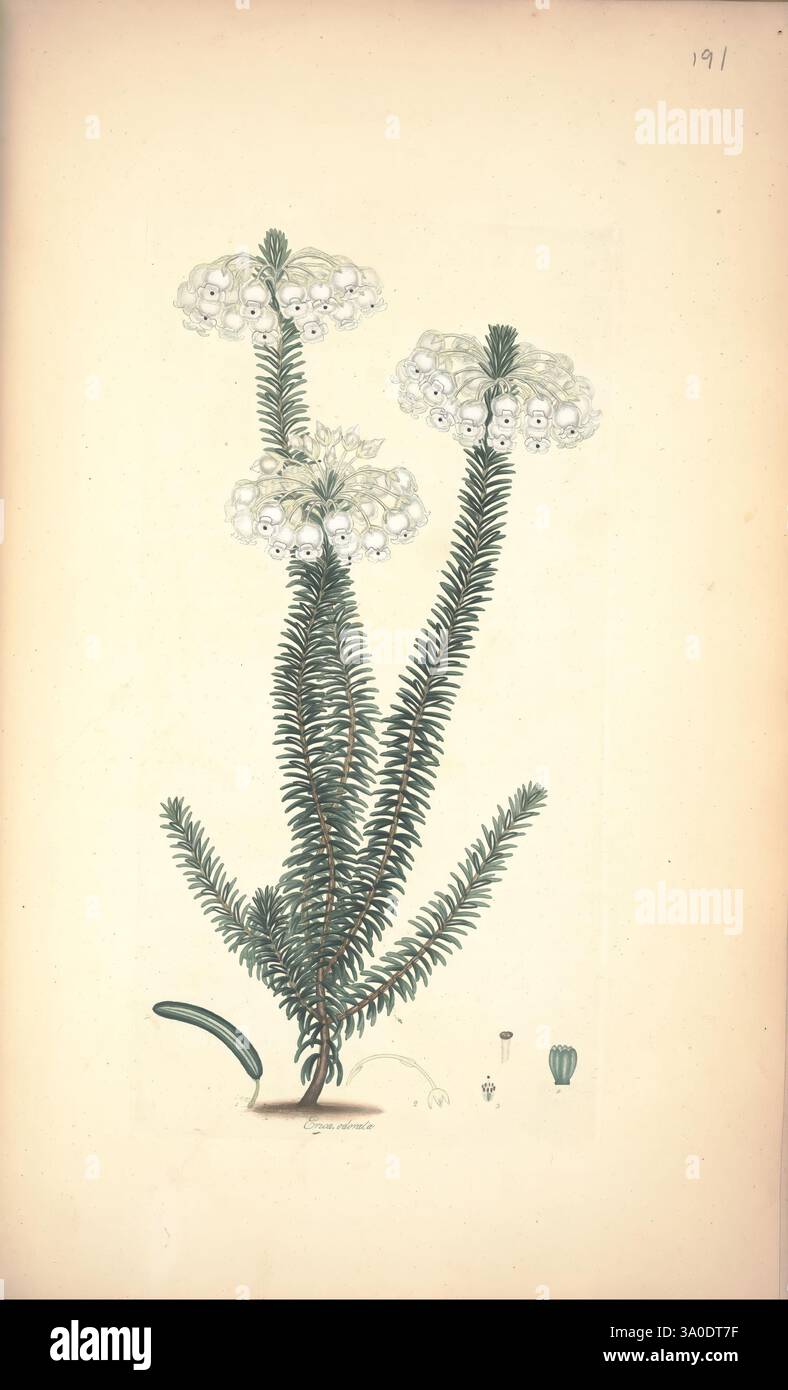 Foliage consists of sharp hi-res stock photography and images - Alamy