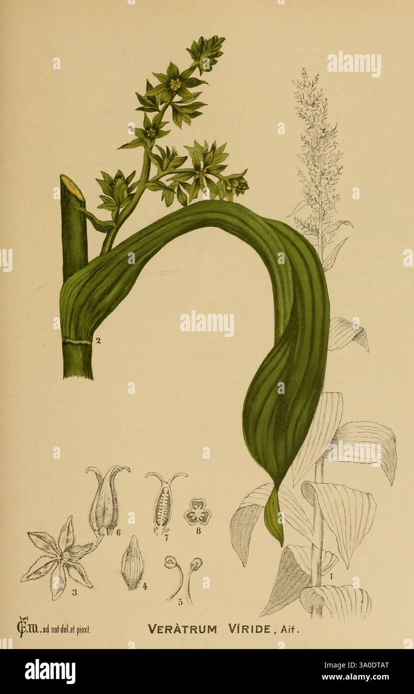 American medicinal plants New York Boericke & Tafel c1887 botany ...
