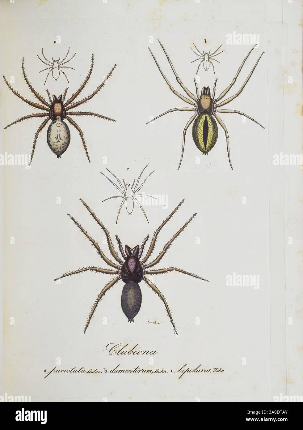 Arachnids arachnida clubiona punctata anyphaena hi-res stock ...