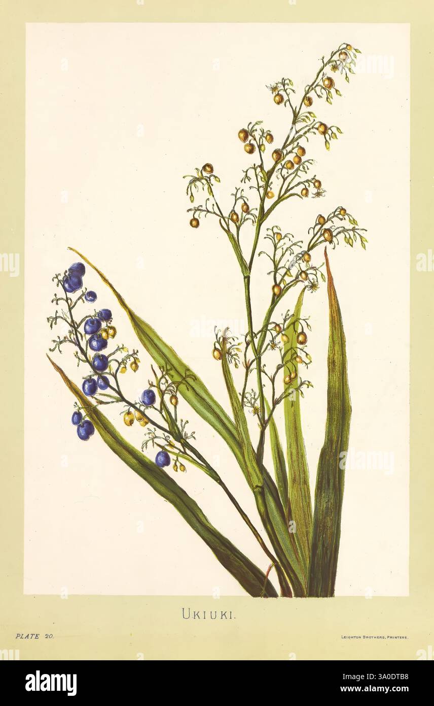 Indigenous, flowers, of the Hawaiian islands, London, Sampson Low ...