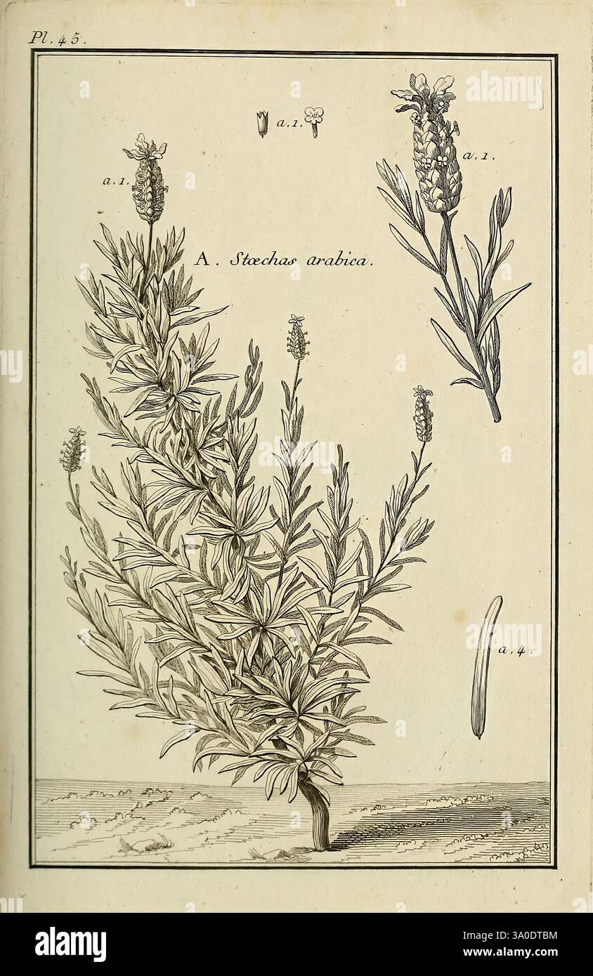 Sideritis arabiensis hi-res stock photography and images - Alamy