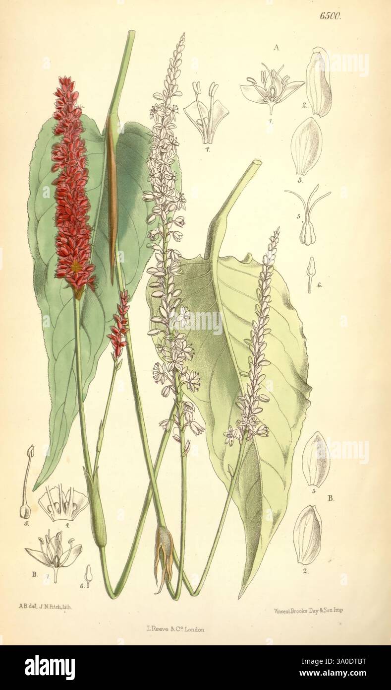 Curtis's Botanical Magazine London New York Botanical Illustration ...