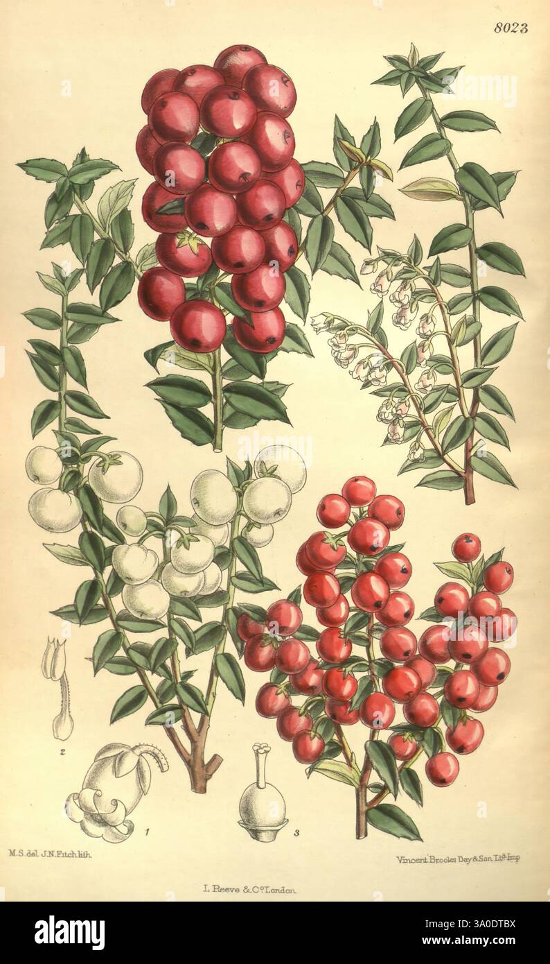 Curtis's Botanical Magazine London, New York, etc. Botanical ...
