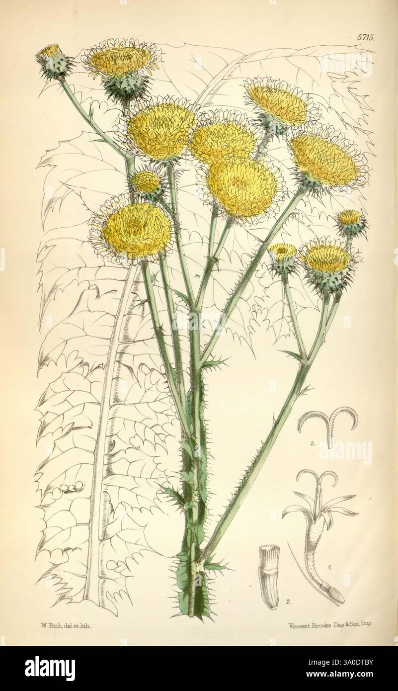 Resemble clusters of pom poms hi-res stock photography and images - Alamy