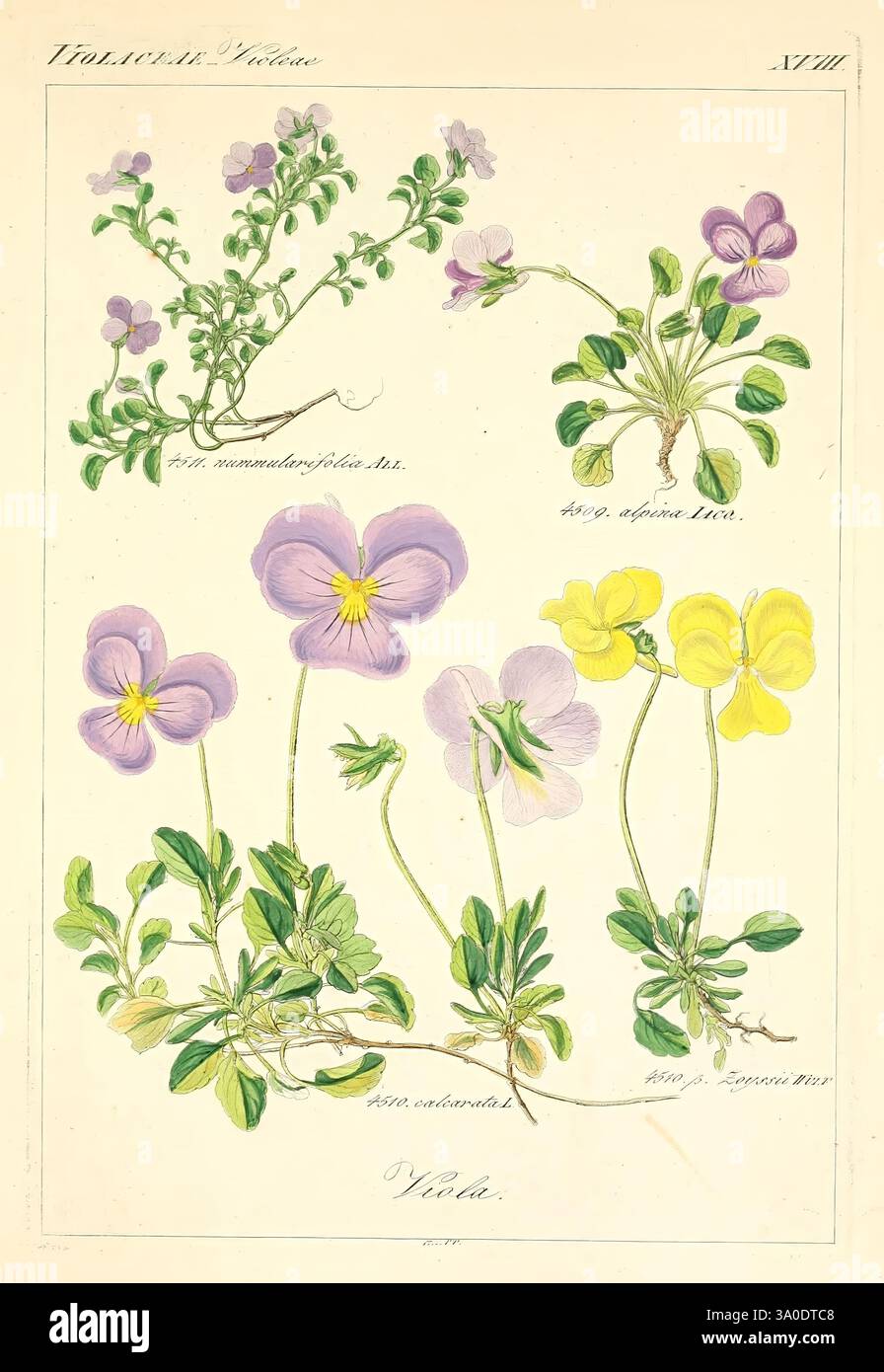 Sprawling example displays hi-res stock photography and images - Alamy