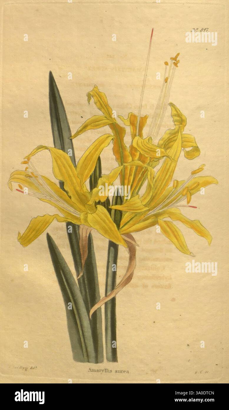 The, botanical, cabinet, London, John, &, Arthur, Arch, 1817-1833, The ...