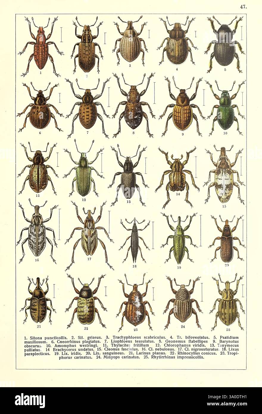 Featuring numerous species hi-res stock photography and images - Alamy