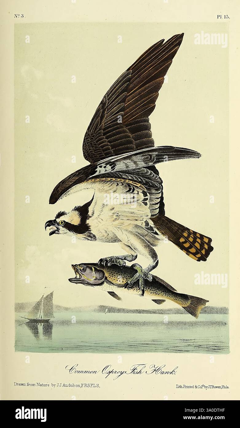 The birds of America New York, G.R. Lockwood,1871, c1839, birds, north ...