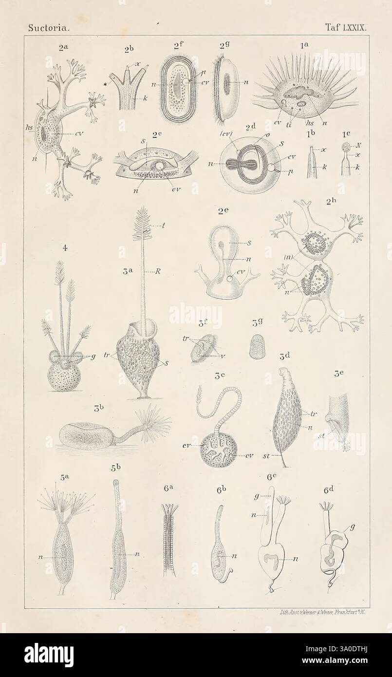 Arrangement features multiple species of protists hi-res stock ...