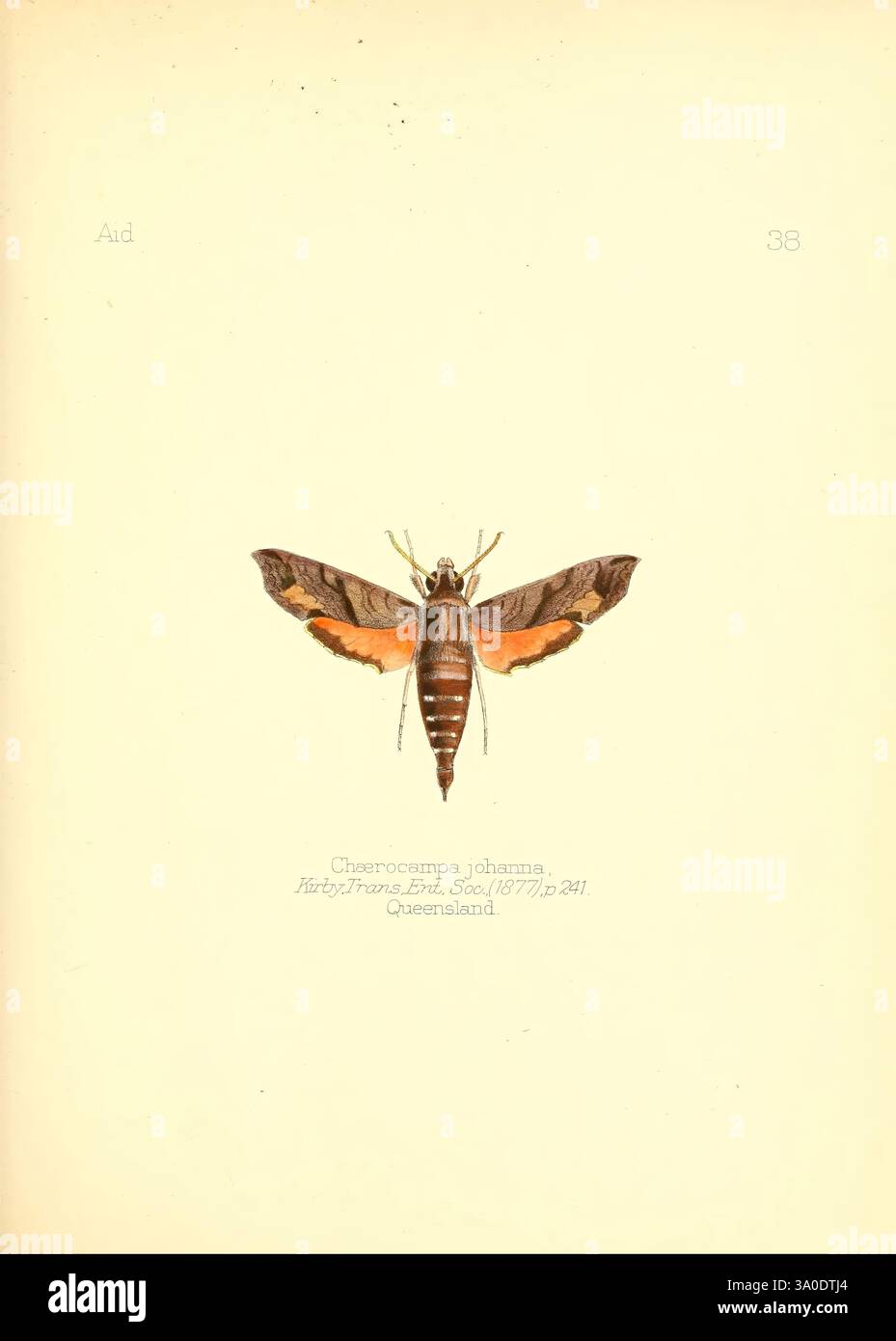 Aid to the identification of insects London, E.W. Janson, 1880-90 ...