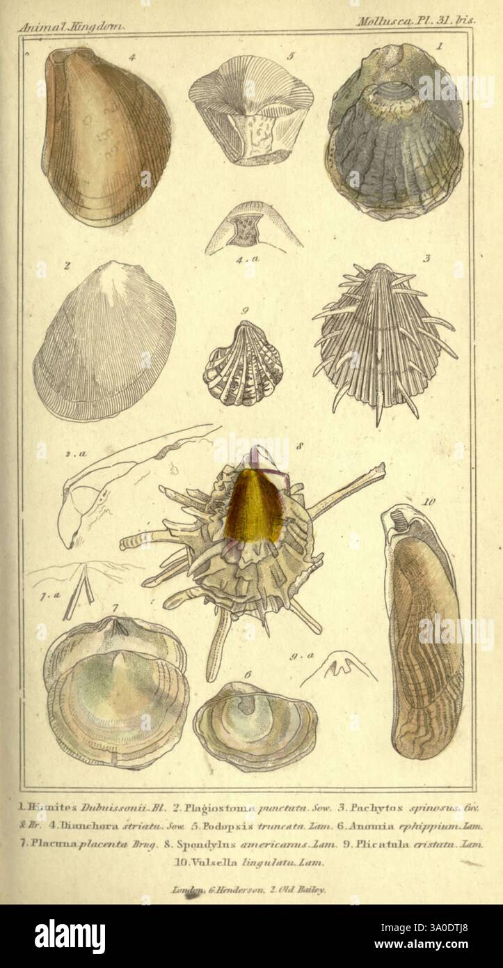 The, animal, kingdom, arranged, according, to, its, organization ...