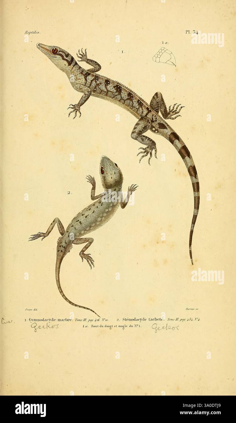 Illustration presents two distinct lizard species hi-res stock ...
