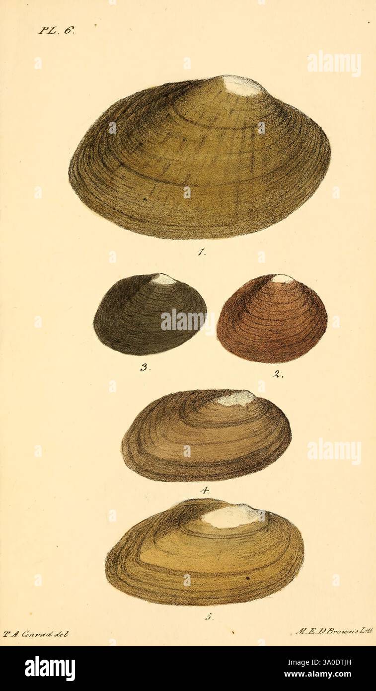 Series of shell specimens hi-res stock photography and images - Alamy