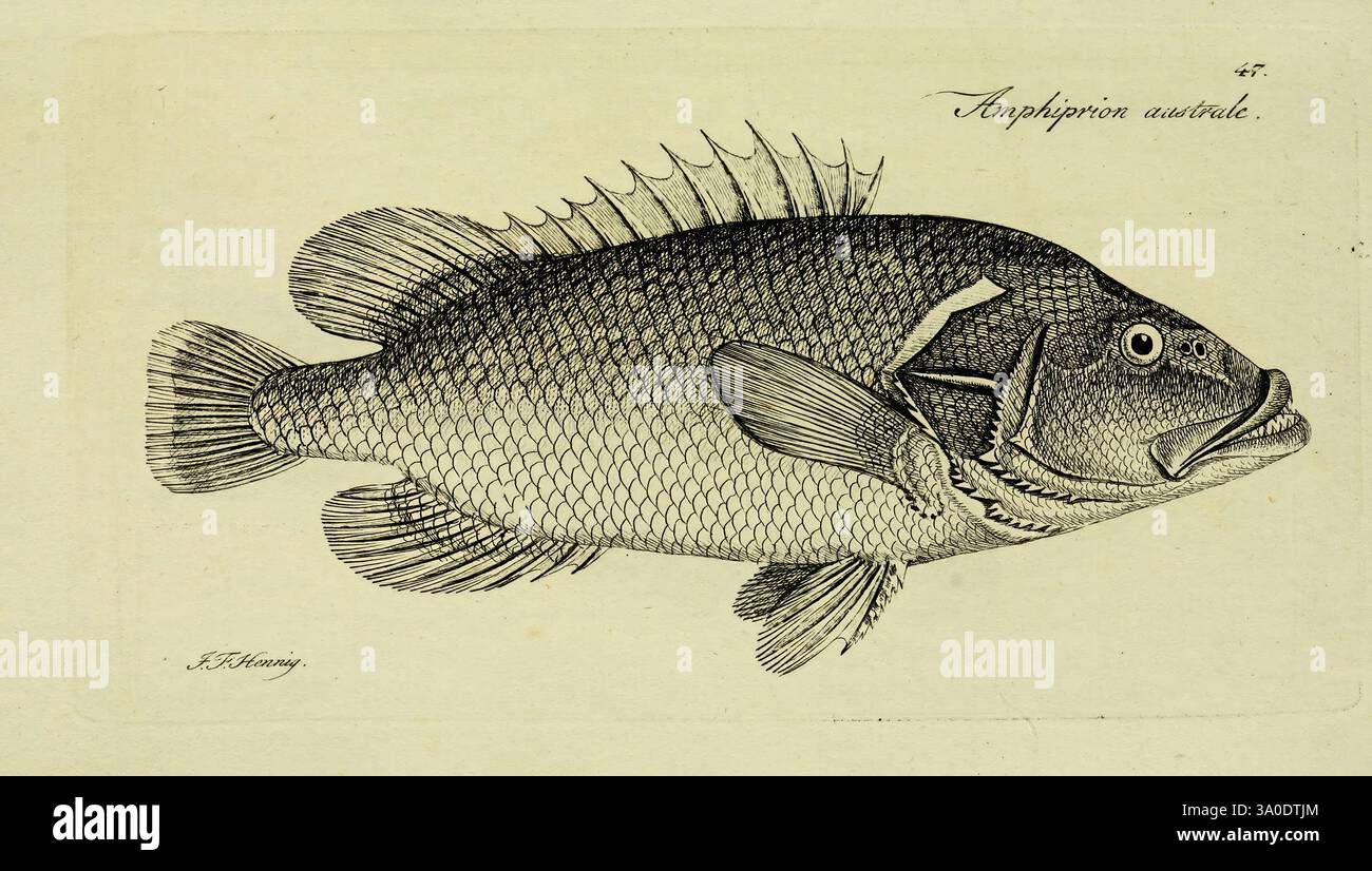 Americanus johann friedrich hennig atlantic wreckfish amphiprion hi-res ...