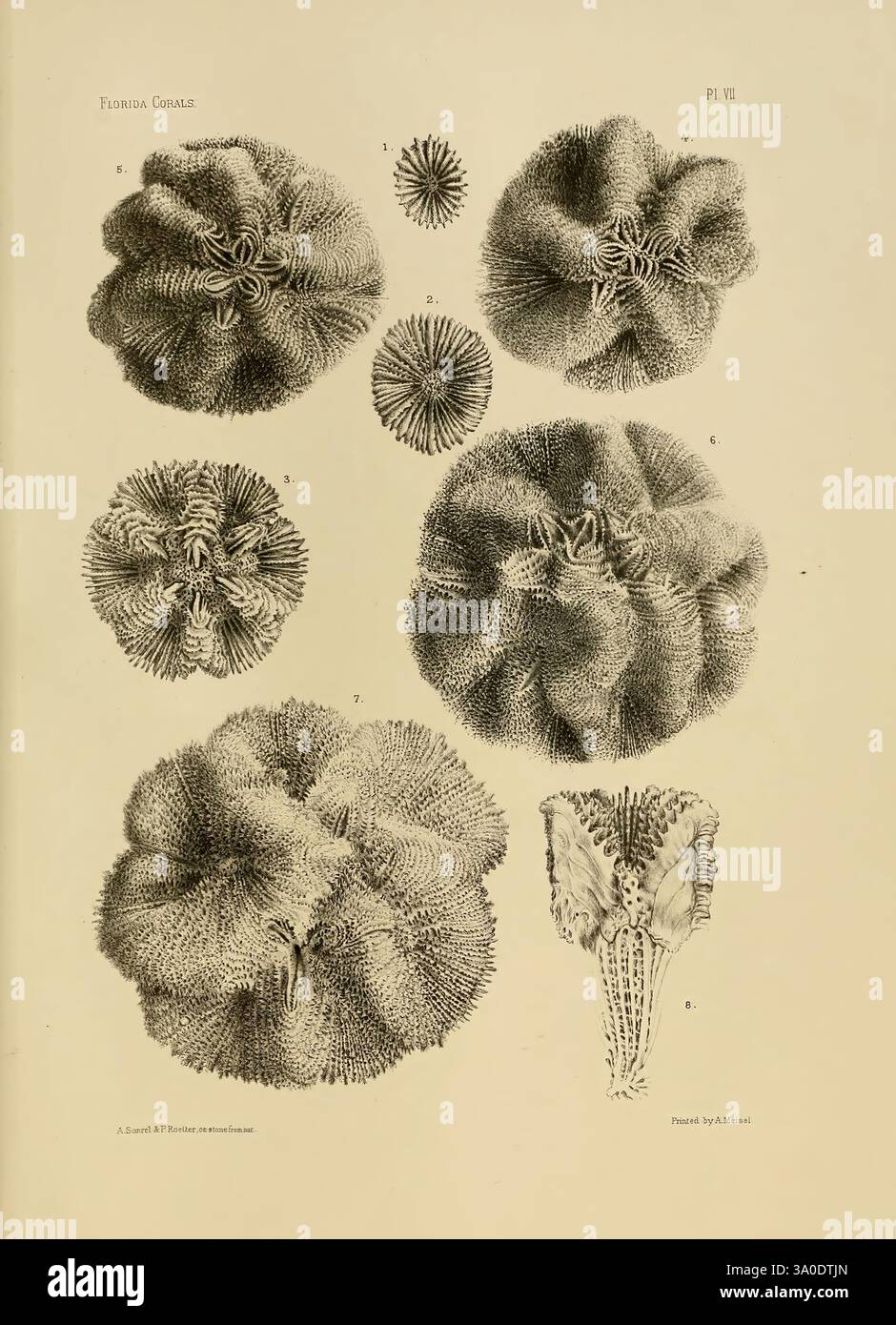 Report on the Florida reefs, Cambridge, Mass, 1880, coral reefs and ...