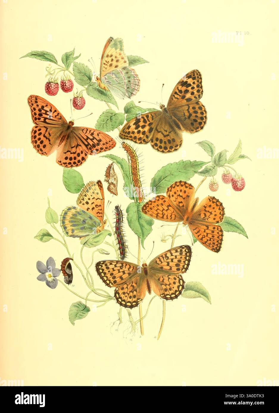 British butterflies and their transformations, London, William Smith ...