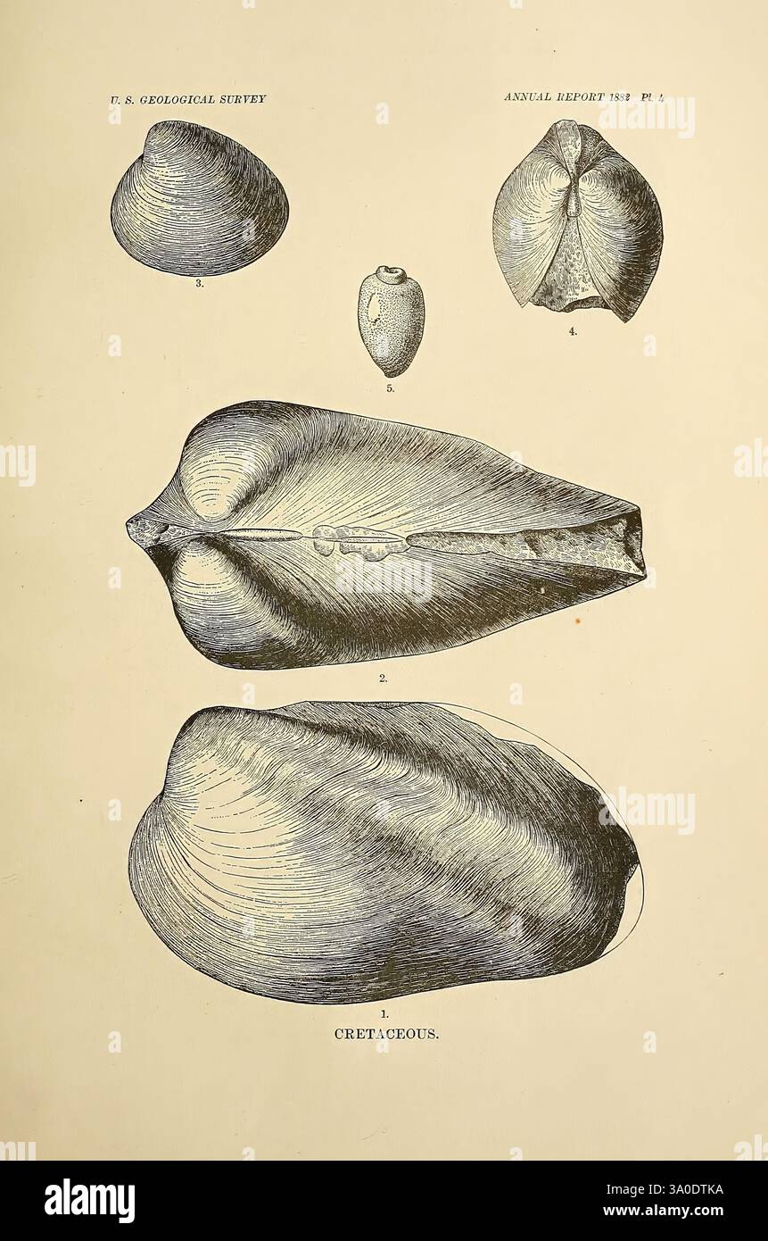 Series of detailed studies of various shell forms hi-res stock ...