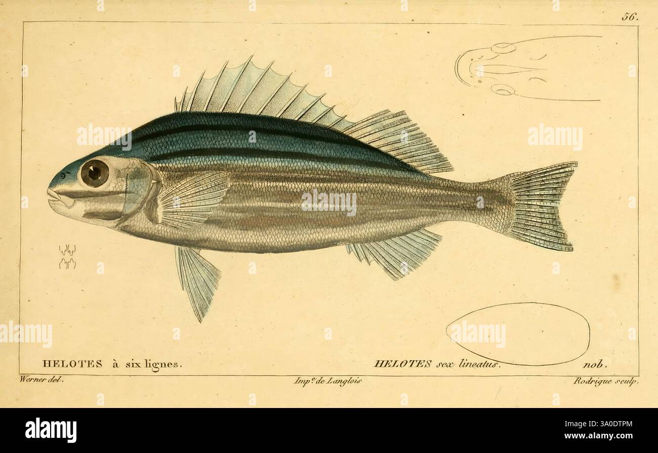 Artistry typical of 19th century natural history illustrations hi-res ...