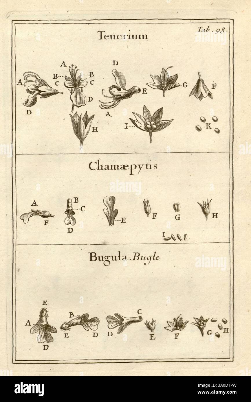 Bugula section hi-res stock photography and images - Alamy