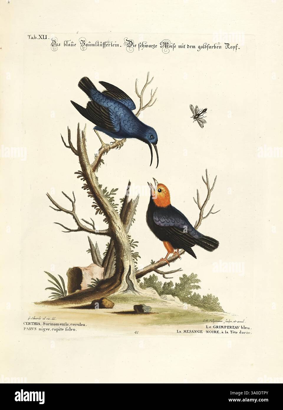 Verzameling van uitlandsche en zeldzaame vogelen, Amsterdam, J.C. Sepp ...