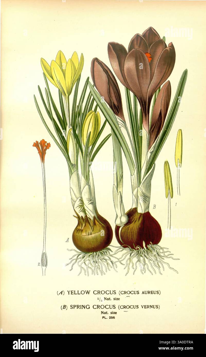 Favourite, flowers, of, garden, and, greenhouse, London, and, New York ...