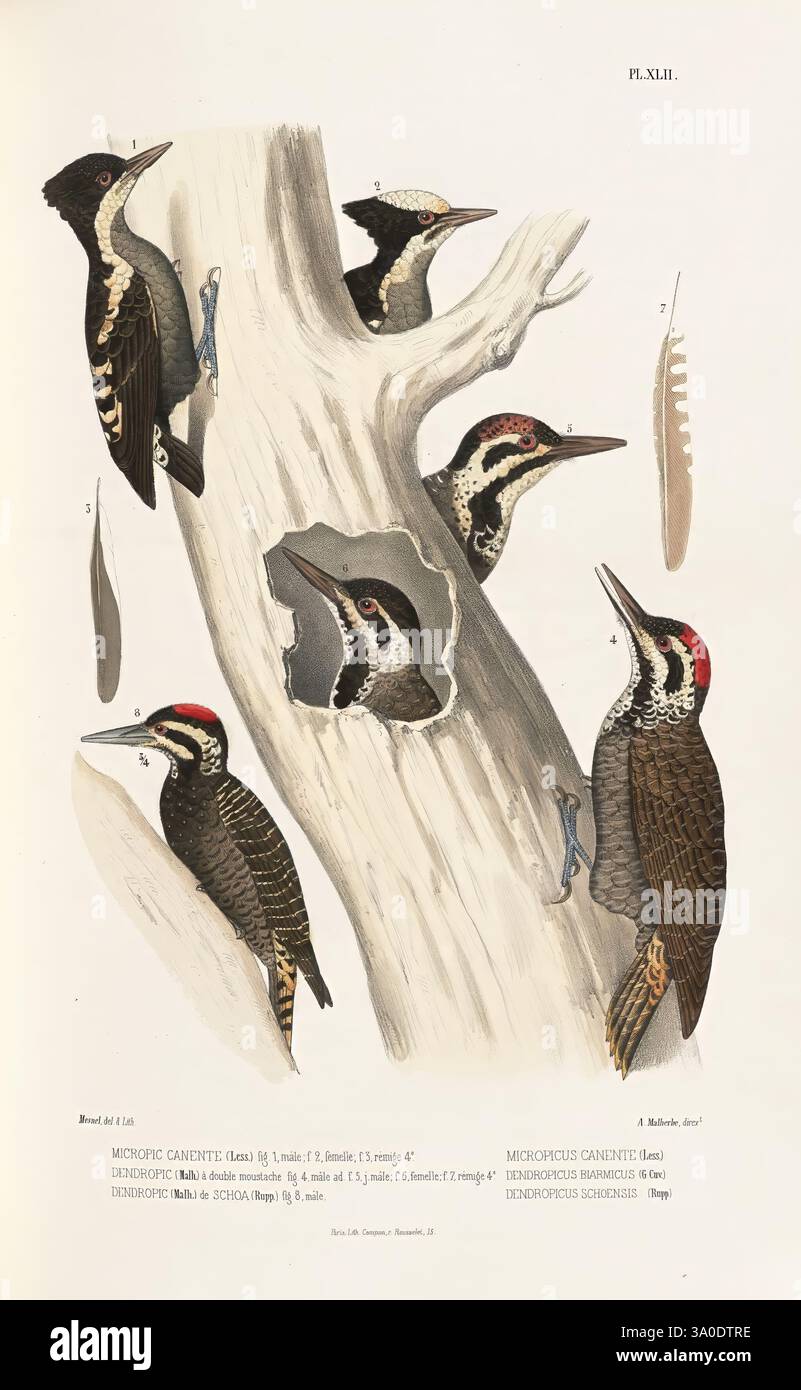 Captured peeking hi-res stock photography and images - Alamy