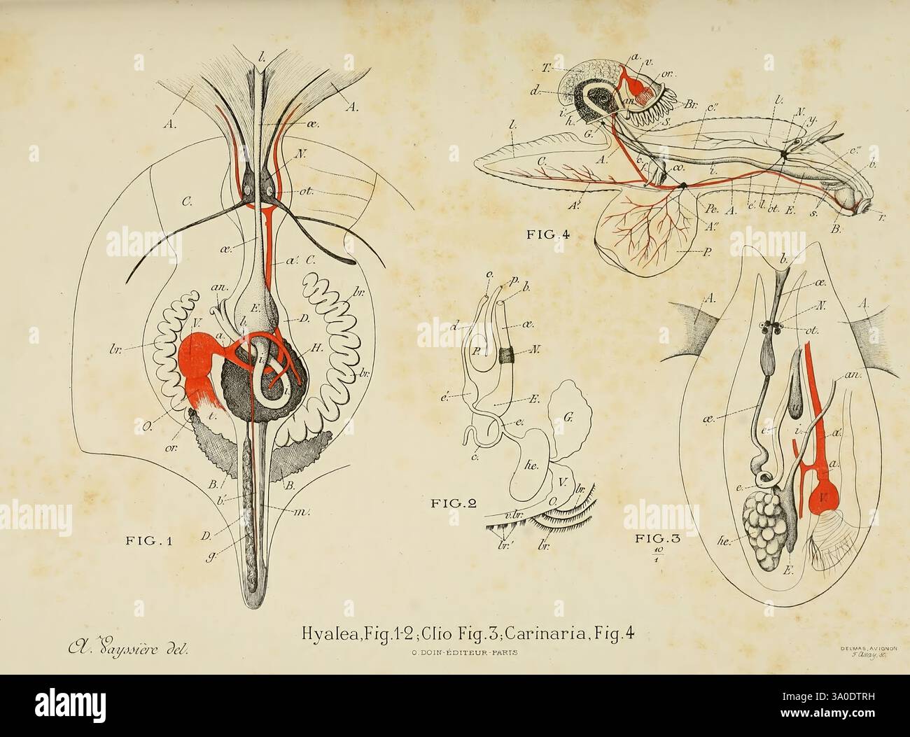 Various anatomical structures of mollusks hi-res stock photography and ...