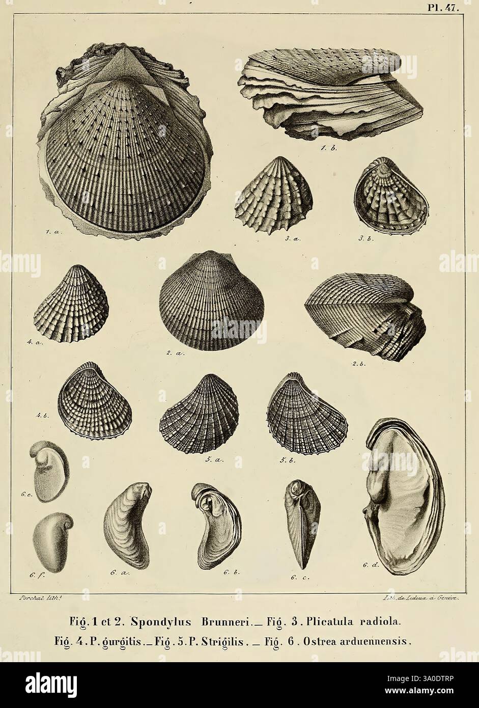 Spondylus brunneri hi-res stock photography and images - Alamy