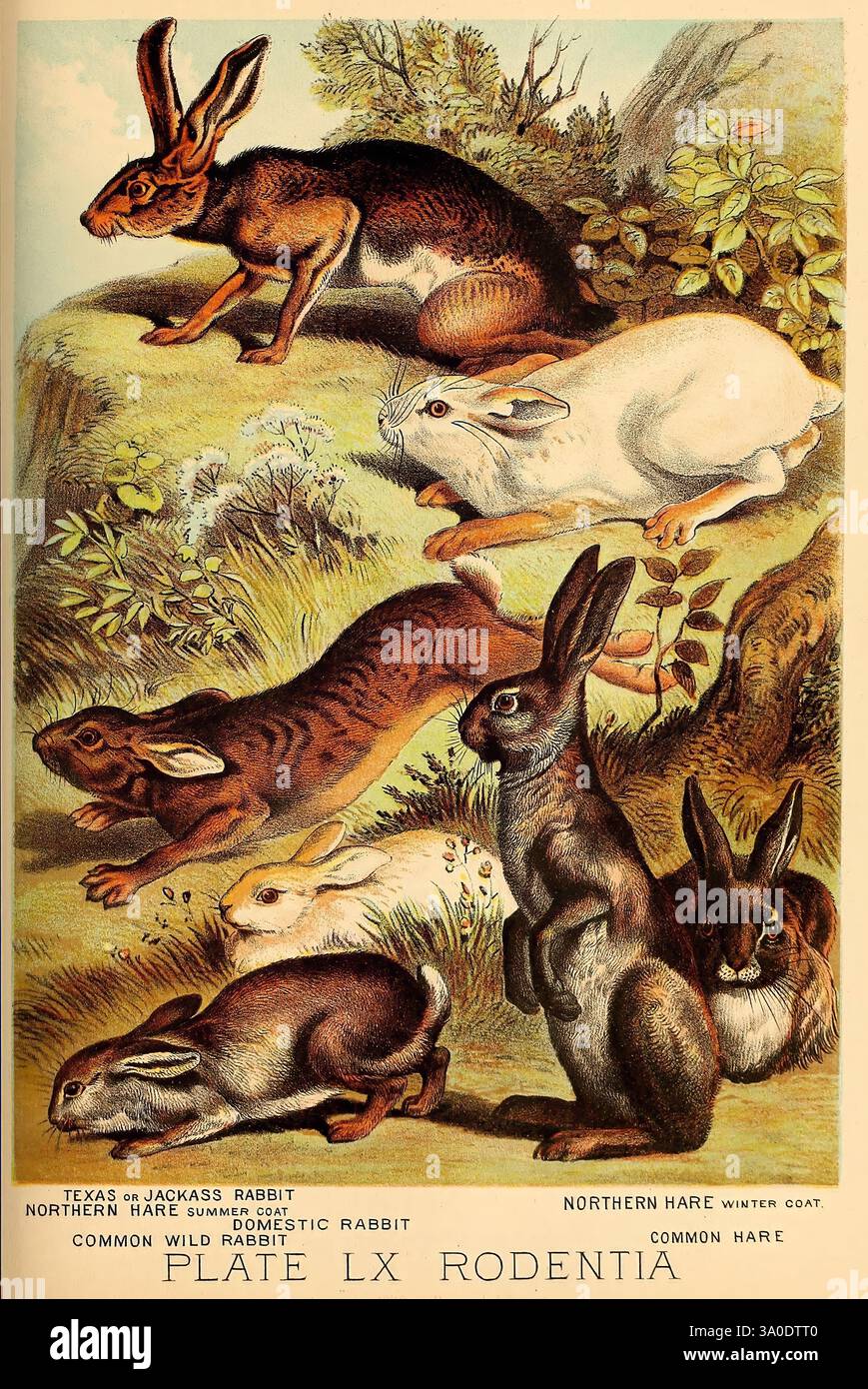 Johnson's Household Book of Nature, New York, H.J. Johnson, 1880 ...