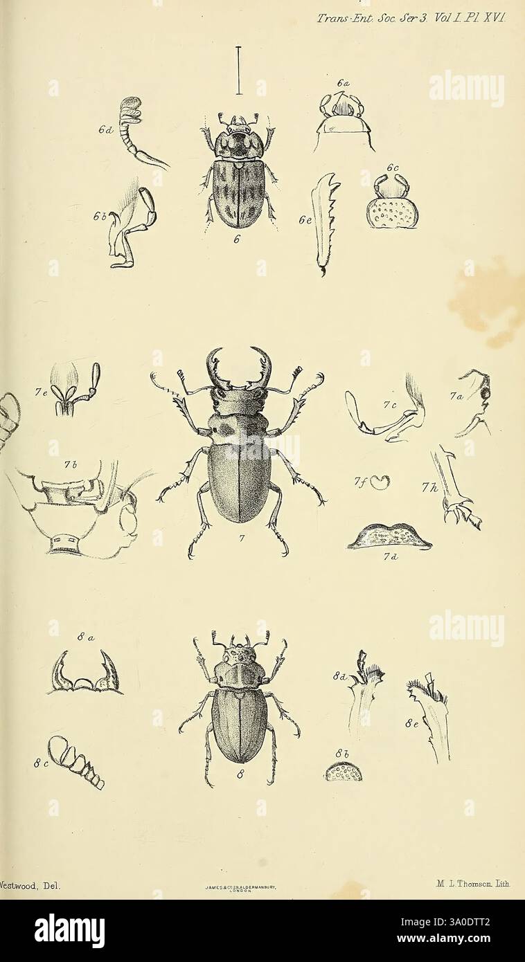 Larger beetle depicted hi-res stock photography and images - Alamy