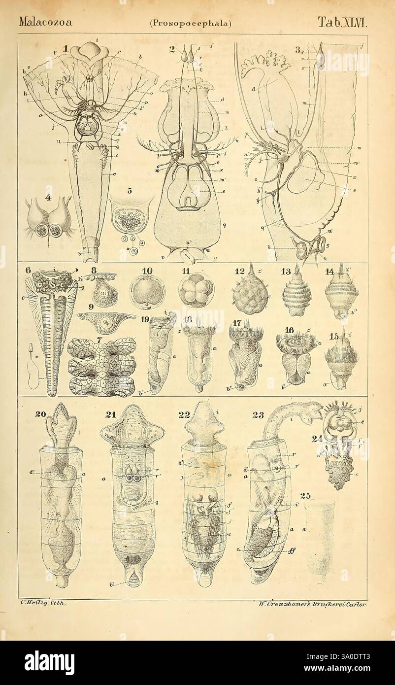 External morphology of various species hi-res stock photography and ...