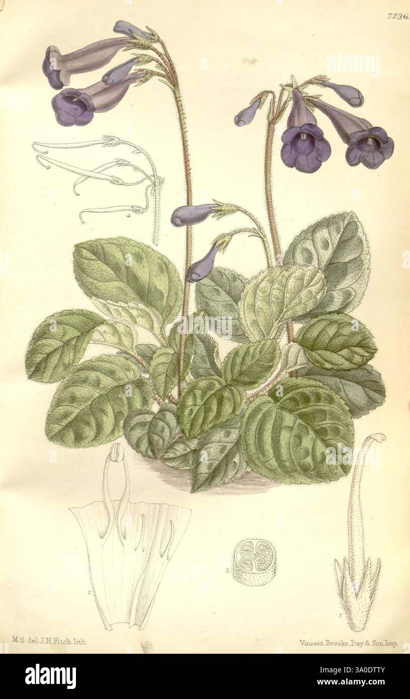 Dense cluster of white blossoms hi-res stock photography and images - Alamy