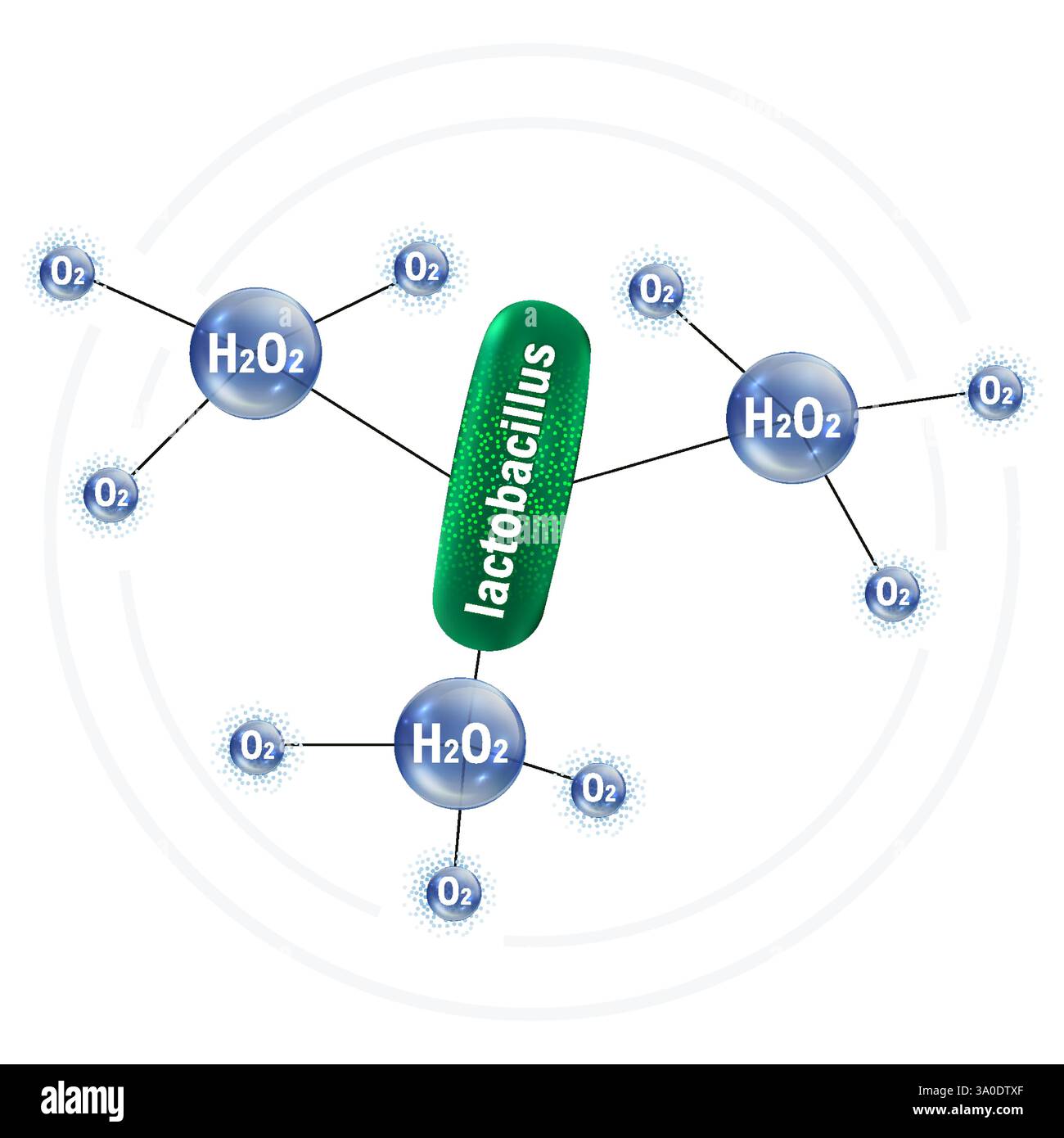 Process of hydrogen peroxide production by lactobacilli. Probiotics ...