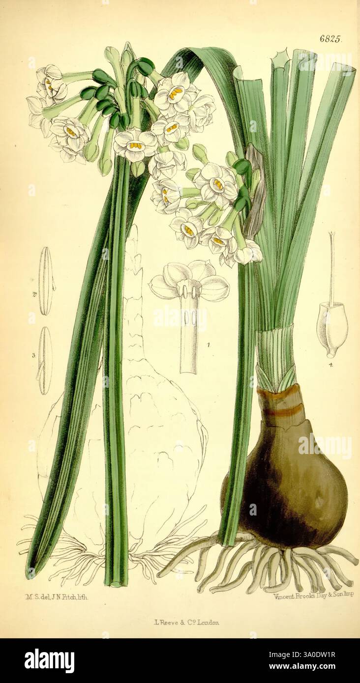 Curtis's botanical magazine, London, New York, botanical illustration ...