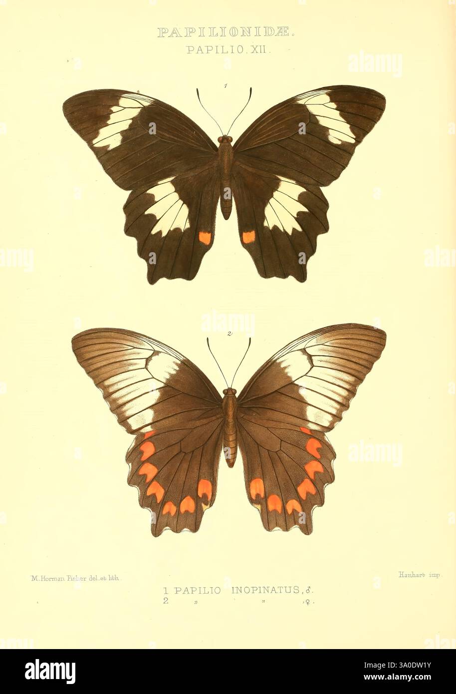 Rhopalocera exotica London, Gurney & Jackson, 1887-1902, butterflies ...