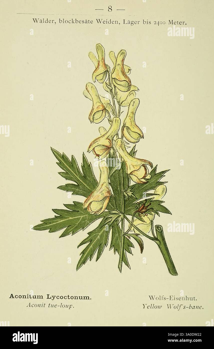 Backdrop of deeply lobed hi-res stock photography and images - Alamy